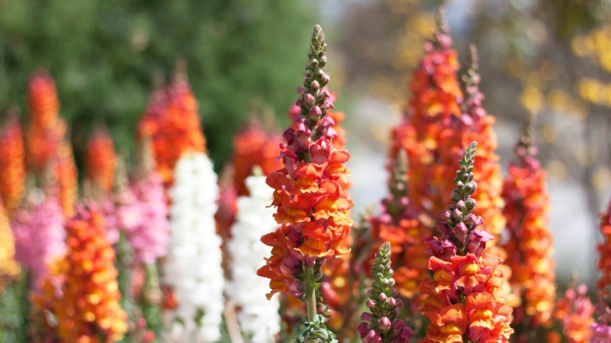 17 Expert Gardening Tips For A Snapdragon Garden That Looks Full (Not ...