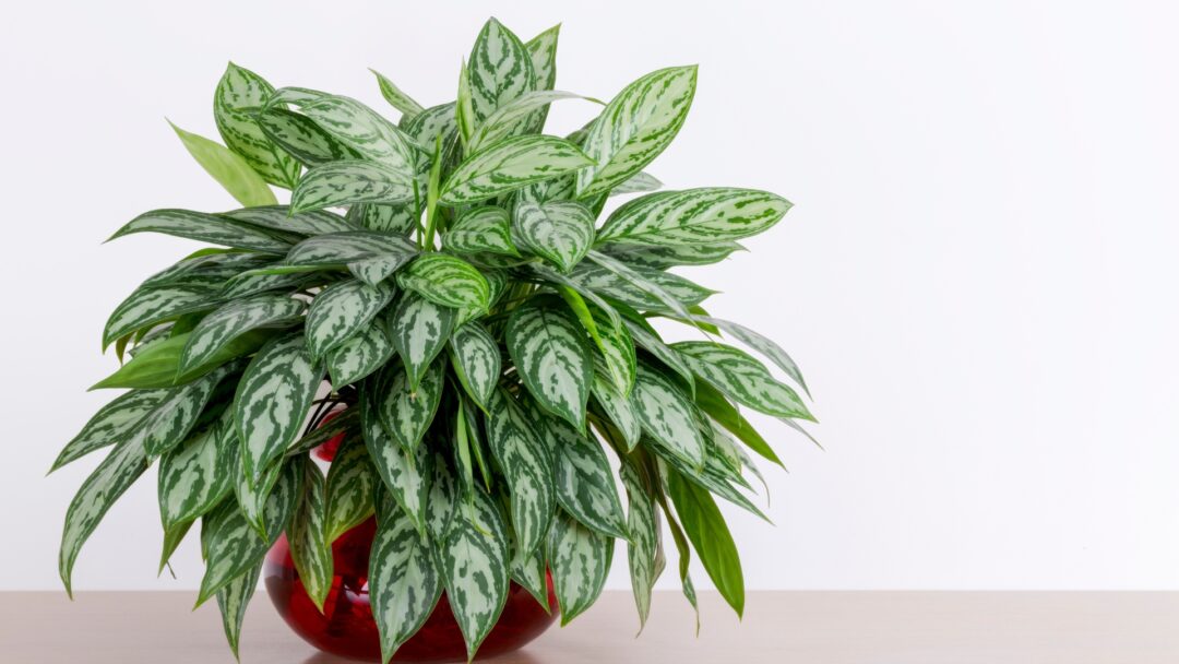 17 Low-Maintenance Houseplants That Clean The Air And Keep Dust Away