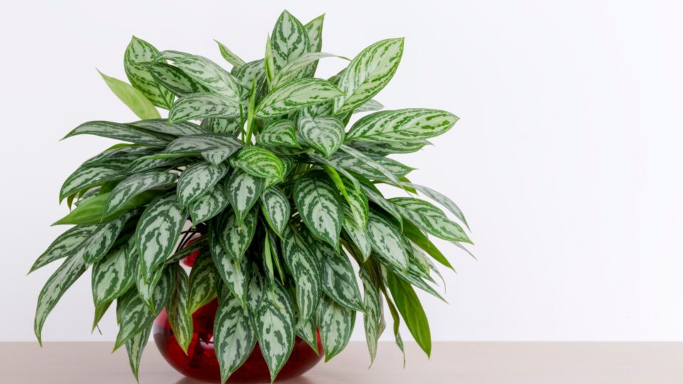 17 Low-Maintenance Houseplants That Clean The Air And Keep Dust Away