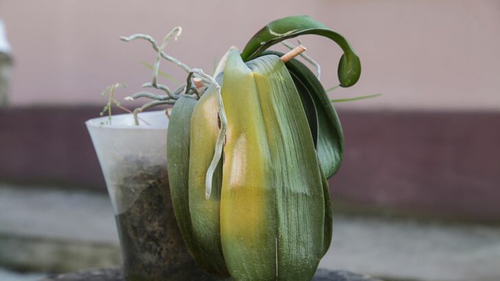 17 Orchid Leaf Problems To Watch Out For (And How To Fix Each One)