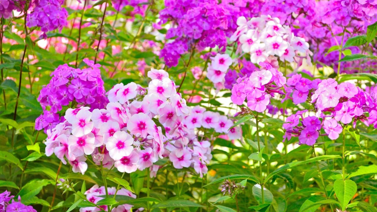 17 Pink Perennials New Hampshire Gardeners Love For Their Long-Lasting ...