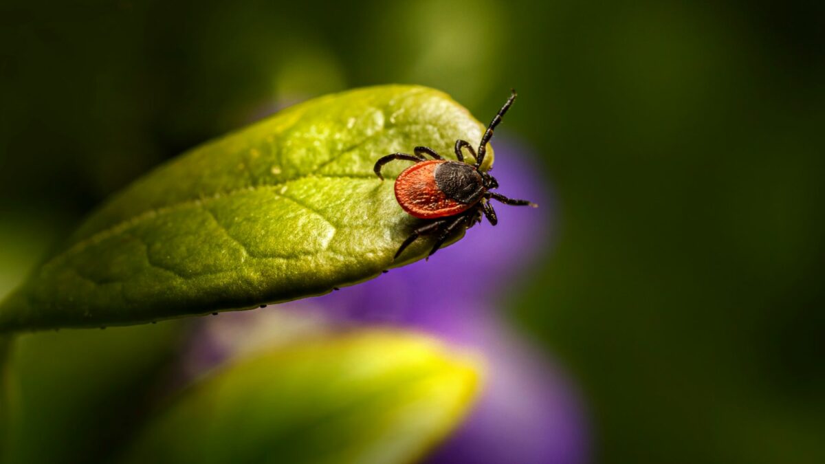 17 Tick-Attracting Plants You Should Avoid In Your Yard (And What To ...