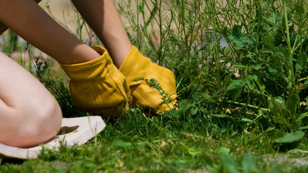 17 Ways To Keep These Common Weeds Out Of Your Garden Forever