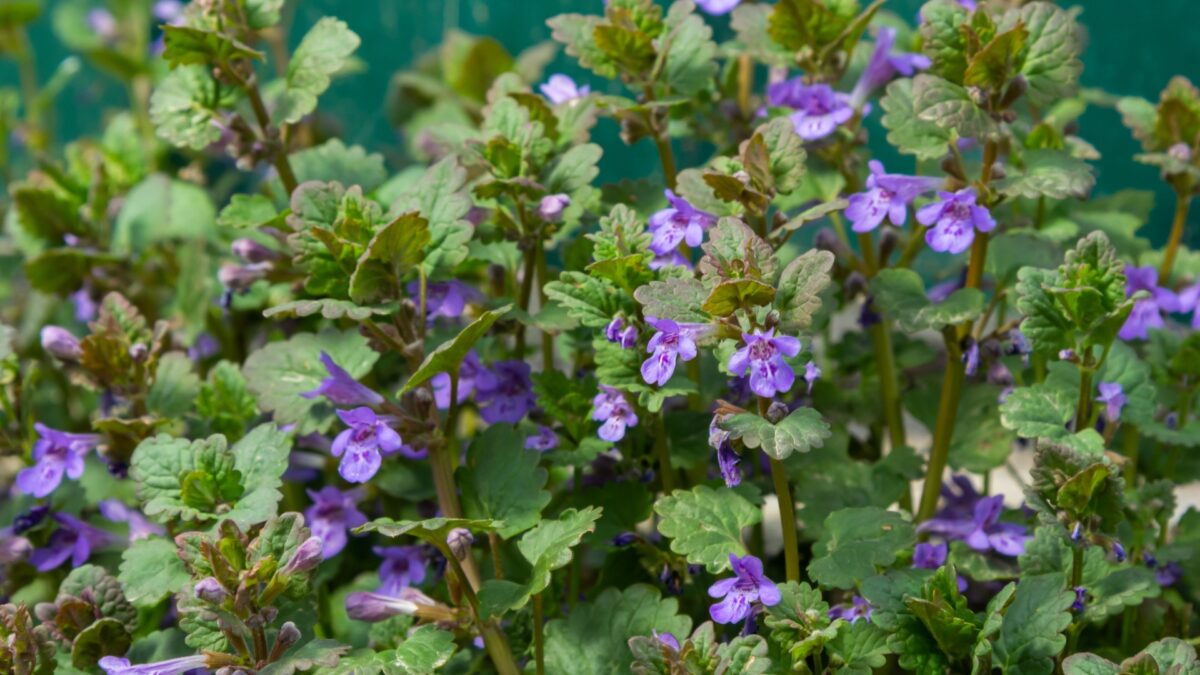 17 Ways To Stop Ground Ivy From Taking Over Your New York Lawn Before ...