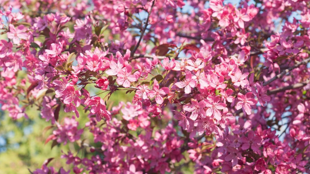 Backyard Trees That Stay Small But Provide Tons Of Shade For Illinois ...