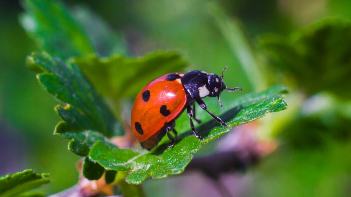 18 Insects In Your Garden That Should Be Left Alone