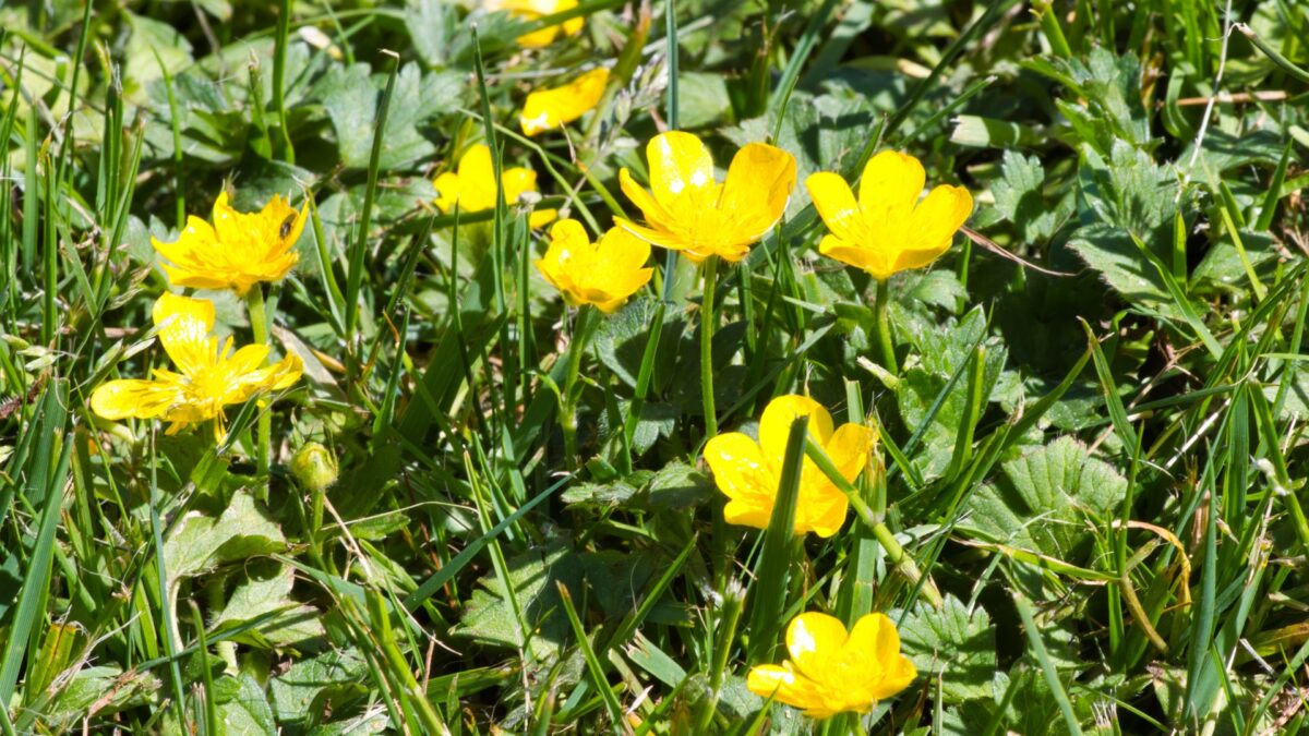 18 Smart Ways To Get Rid Of Buttercups In Your Lawn For Good