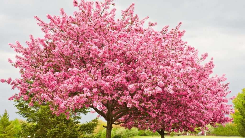 19 Backyard Trees That Stay Small But Provide Huge Shade