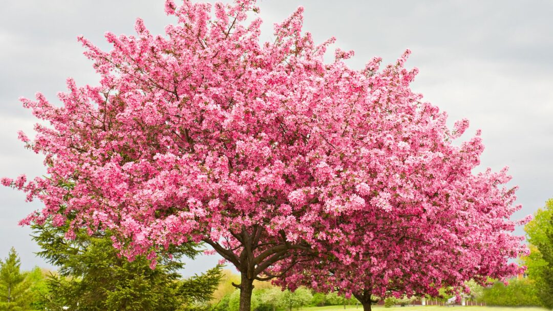 19 Backyard Trees That Stay Small But Provide Huge Shade