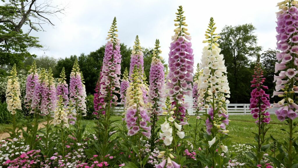 19 Proven Tips For Growing Foxglove Blooms In Gorgeous, Lush Clusters