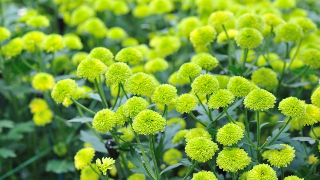 19 Stunning Green Flowers That’ll Make Your Garden Glow