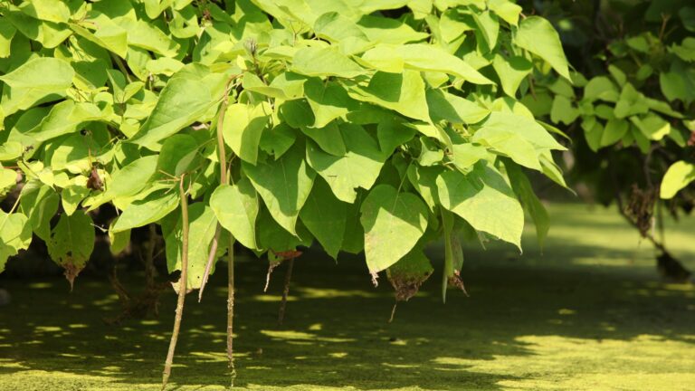 20 Fast-Grow Trees That Transform Hot Yards Into Breezy Retreats