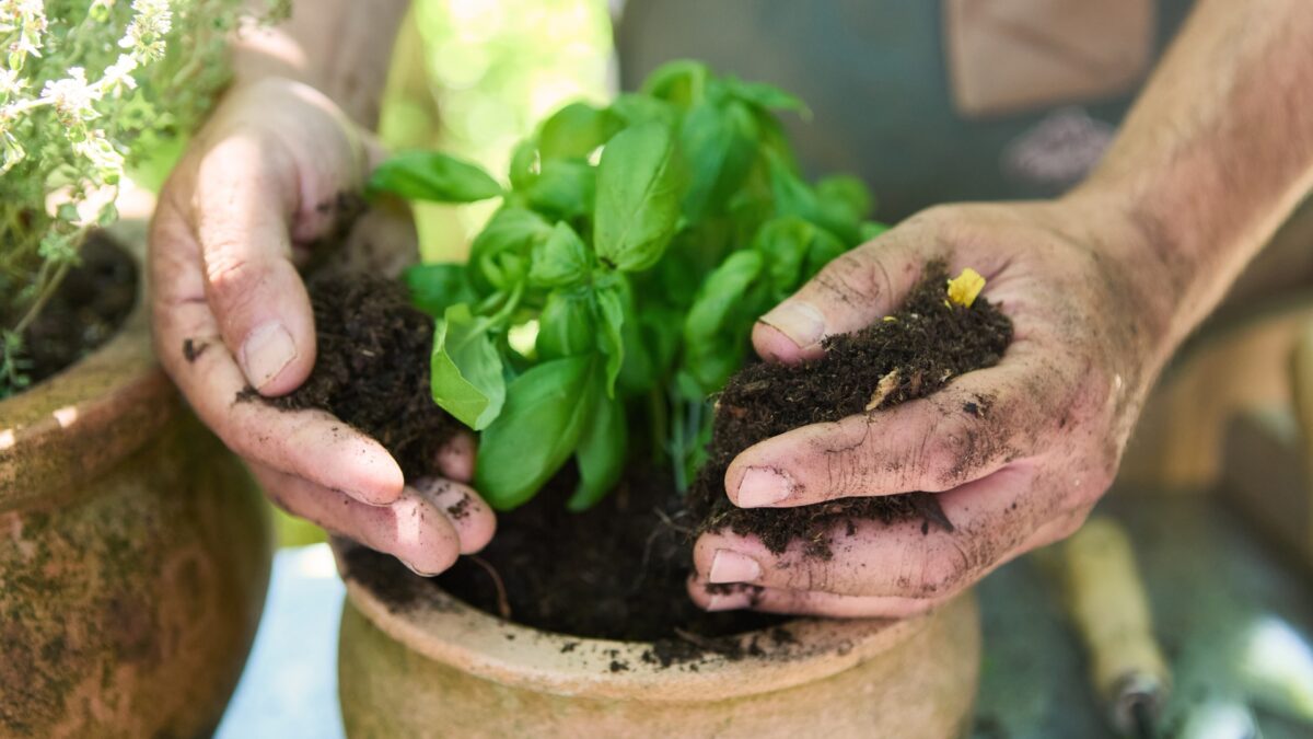 20 Handy Herbs You Should Grow Near Your Front Door (And What They're ...