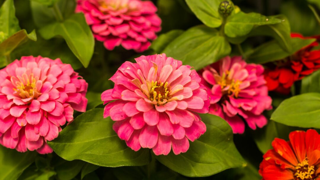 20 Most Beautiful Flowers On Earth (That Are Surprisingly Easy To Grow)