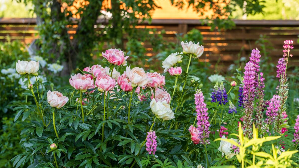 20 Plants You Should Never Water, Fertilize, Or Prune In Summer (And What To Do Instead)