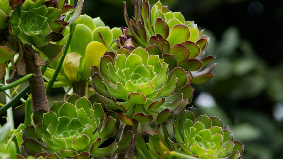 29 Shade Succulents to Liven Up Your Garden