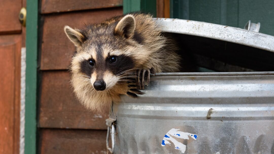 8 Things You’re Leaving Outside That Attract Raccoons Fast (And How To ...