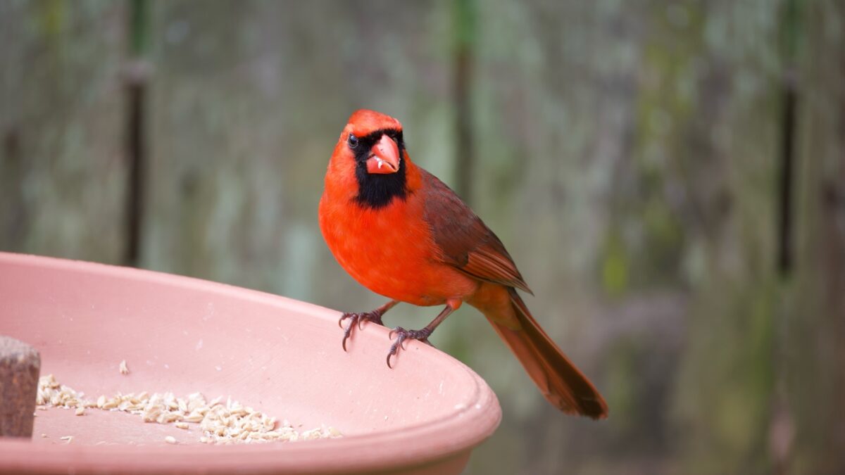 Backyard Features That Instantly Attract Cardinals In Ohio Yards