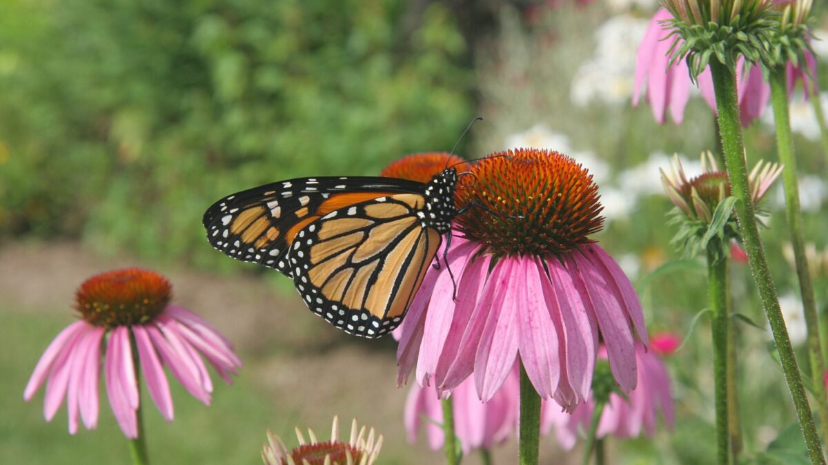 Build The Ultimate Pollinator Garden With These 15 Flowers (But Skip ...