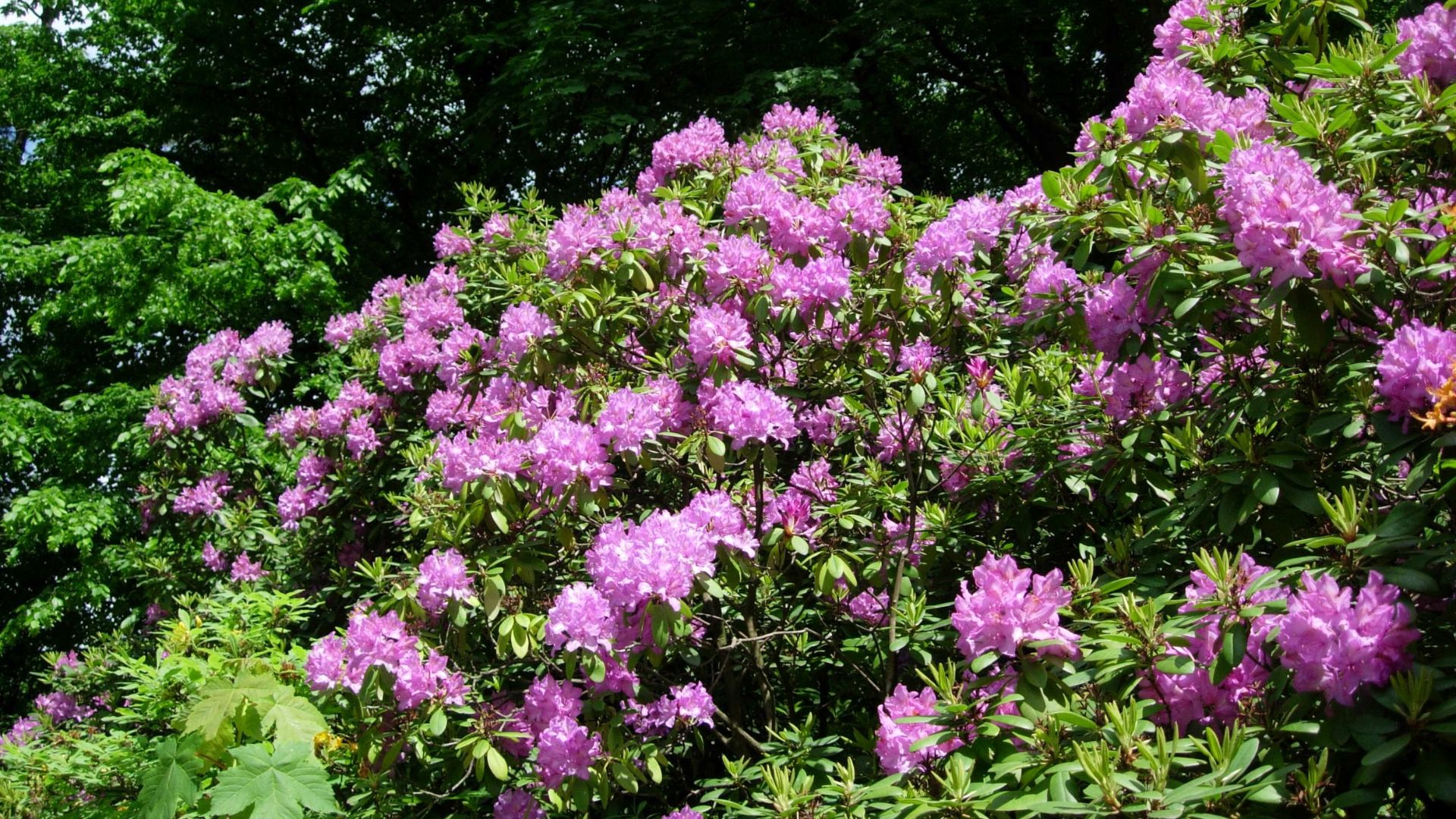 17 Ways To Arrange Shrubs In A Front Yard For Maximum Curb Appeal