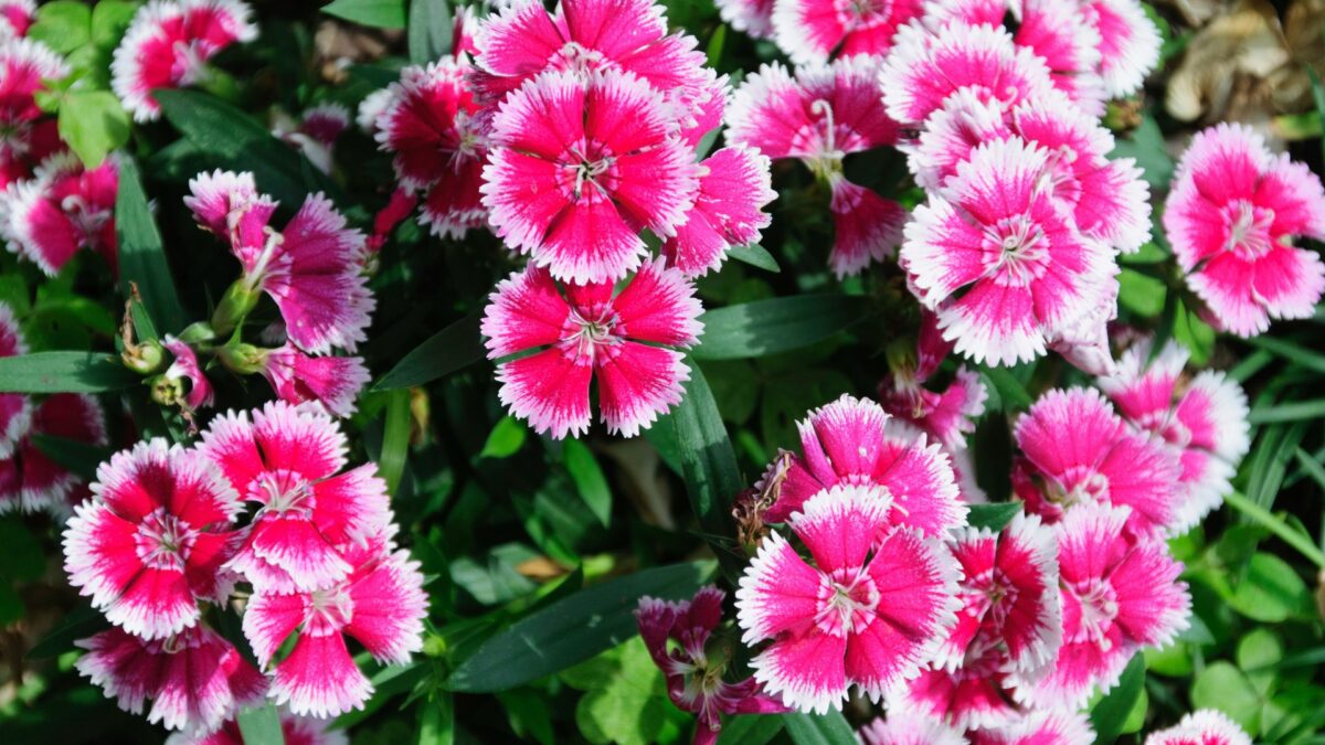 13 Stunning Ground Covers That Keep Deer Out Of Your Garden (Plus A Few ...