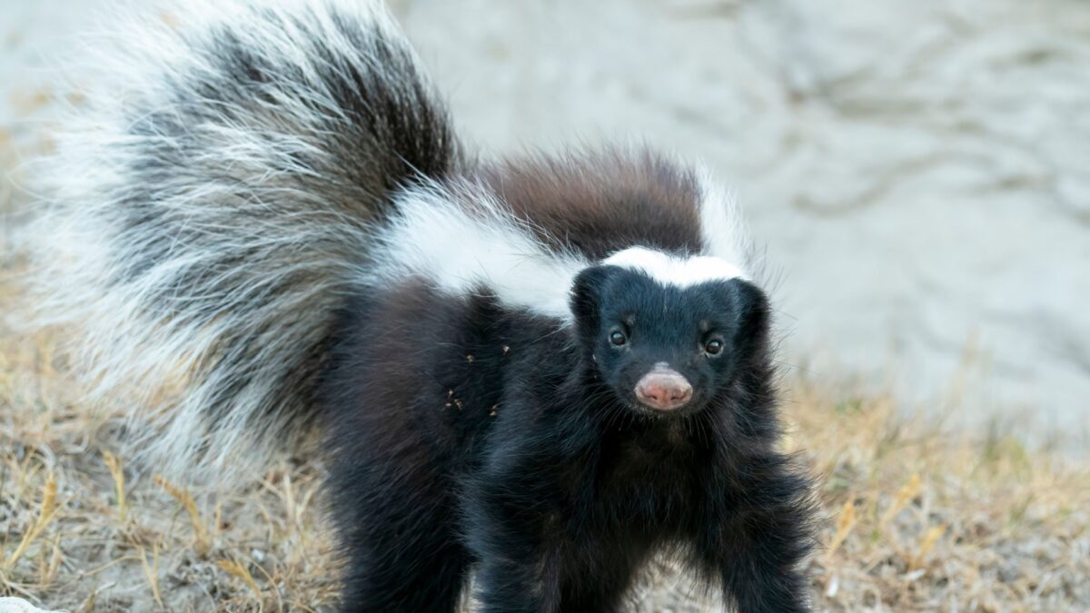Discover 16 Smells That Skunks Absolutely Hate