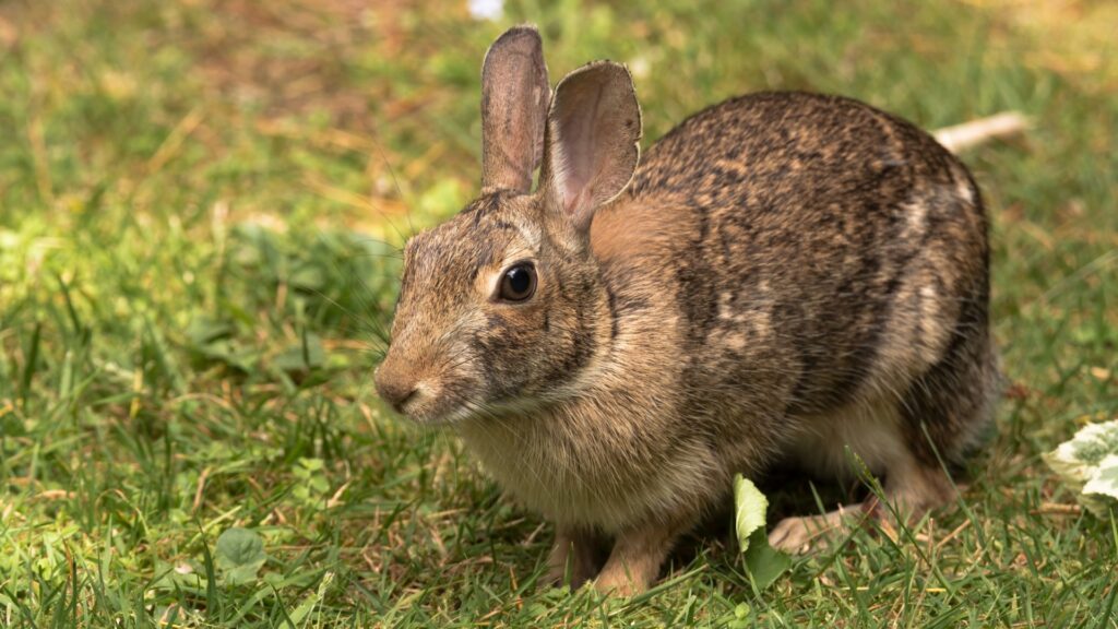 Discover 19 Smells That Rabbits Absolutely Hate