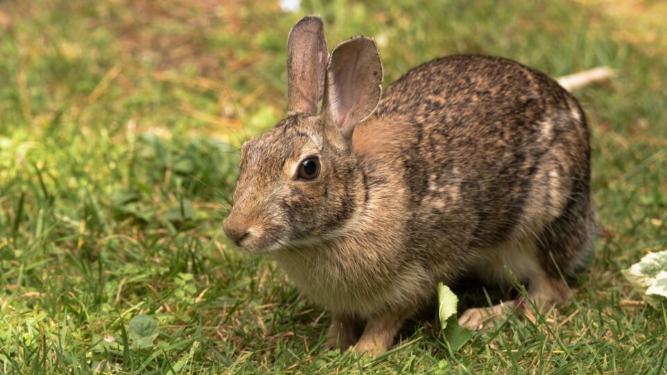 Discover 19 Smells That Rabbits Absolutely Hate