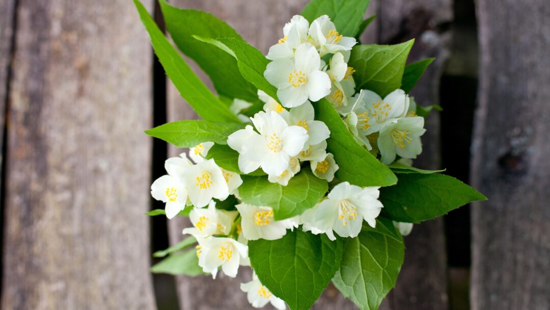 Flowers To Grow That Help With Depression
