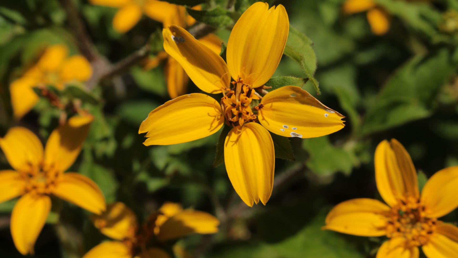 22 Ground Covers That Bloom Beautifully Beneath Trees And Shrubs