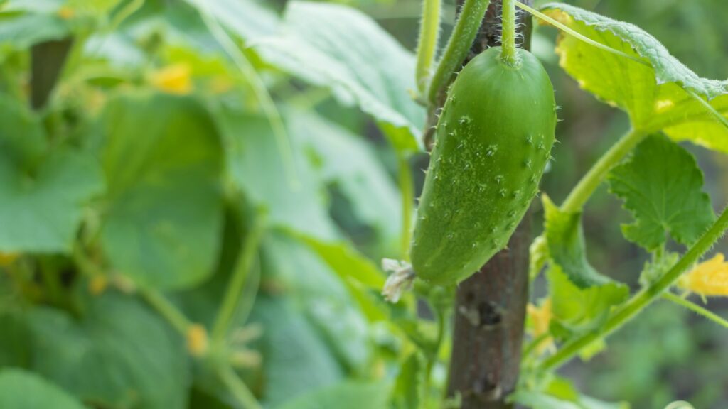 Growing Cucumbers With A Sponge? 15 Surprising Benefits (And How To Do ...