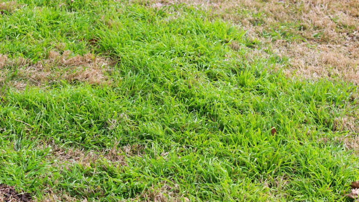 Lawn-Mowing Rules You're Breaking in Texas (And Don't Even Realize It)