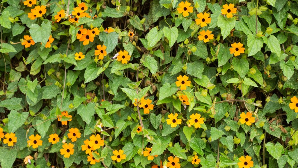 Long-Blooming Plants Perfect For Georgia Gardens