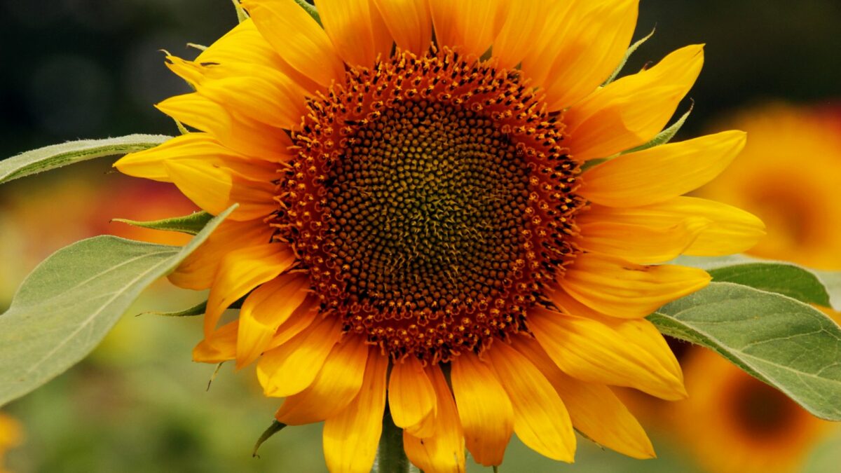 Native Plants That Thrive In New Mexico And Attract Pollinators Instantly