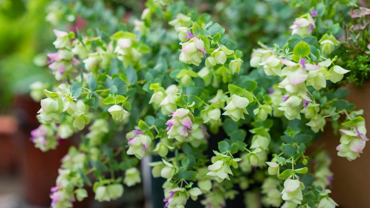 13 Stunning Ground Covers That Keep Deer Out Of Your Garden (Plus A Few ...