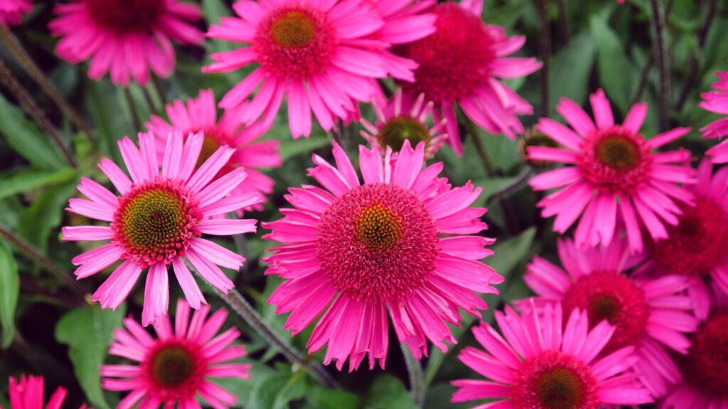 The Most Beautiful Summer-Blooming Plants Experts Say Every Garden Needs