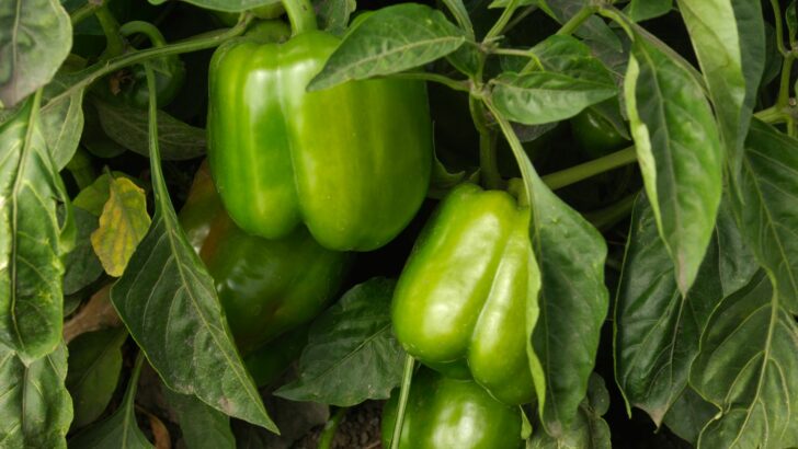 These 19 Vegetables Practically Grow Themselves All Summer (Even If You Forget To Water)