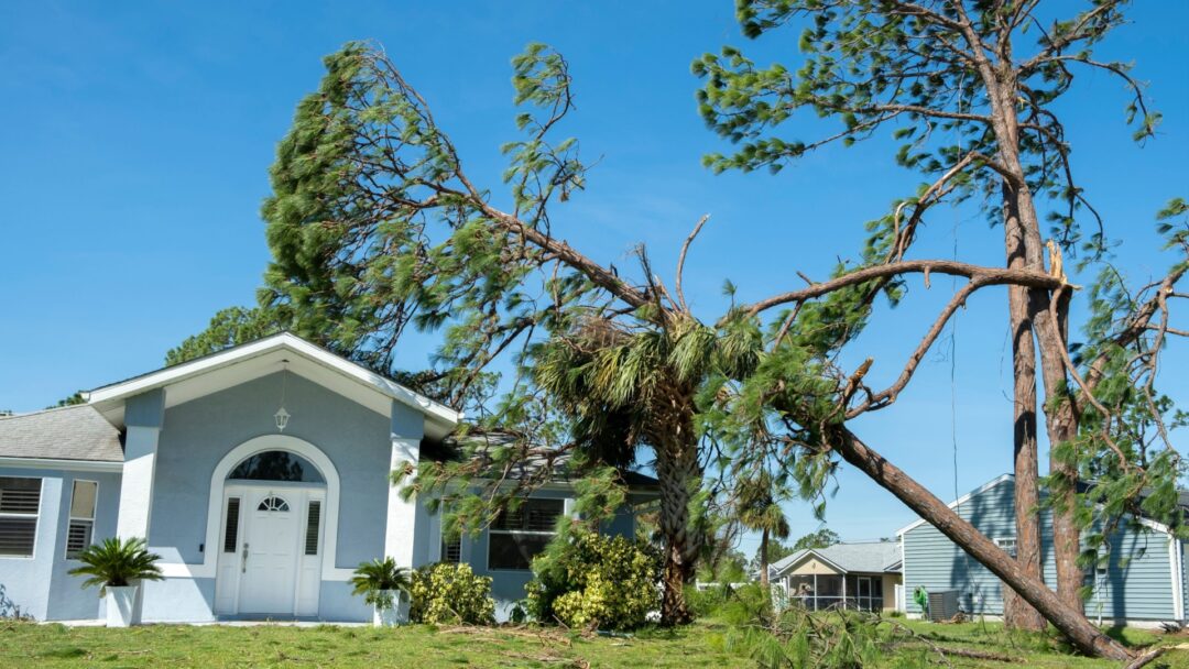 Watch For These Tree Hazards In Florida Yards