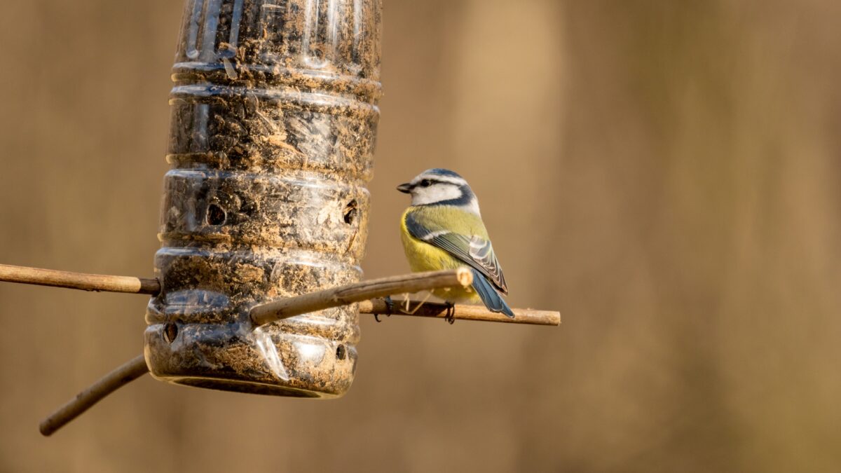 26 Amazing Ways How To Attract Birds To A Feeder In Your Yard (And 4 ...