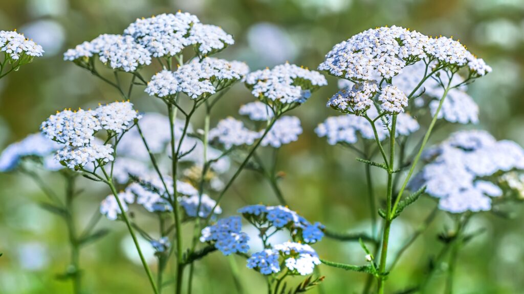 20 Sun-Loving Flowers That Will Transform A Kansas Yard