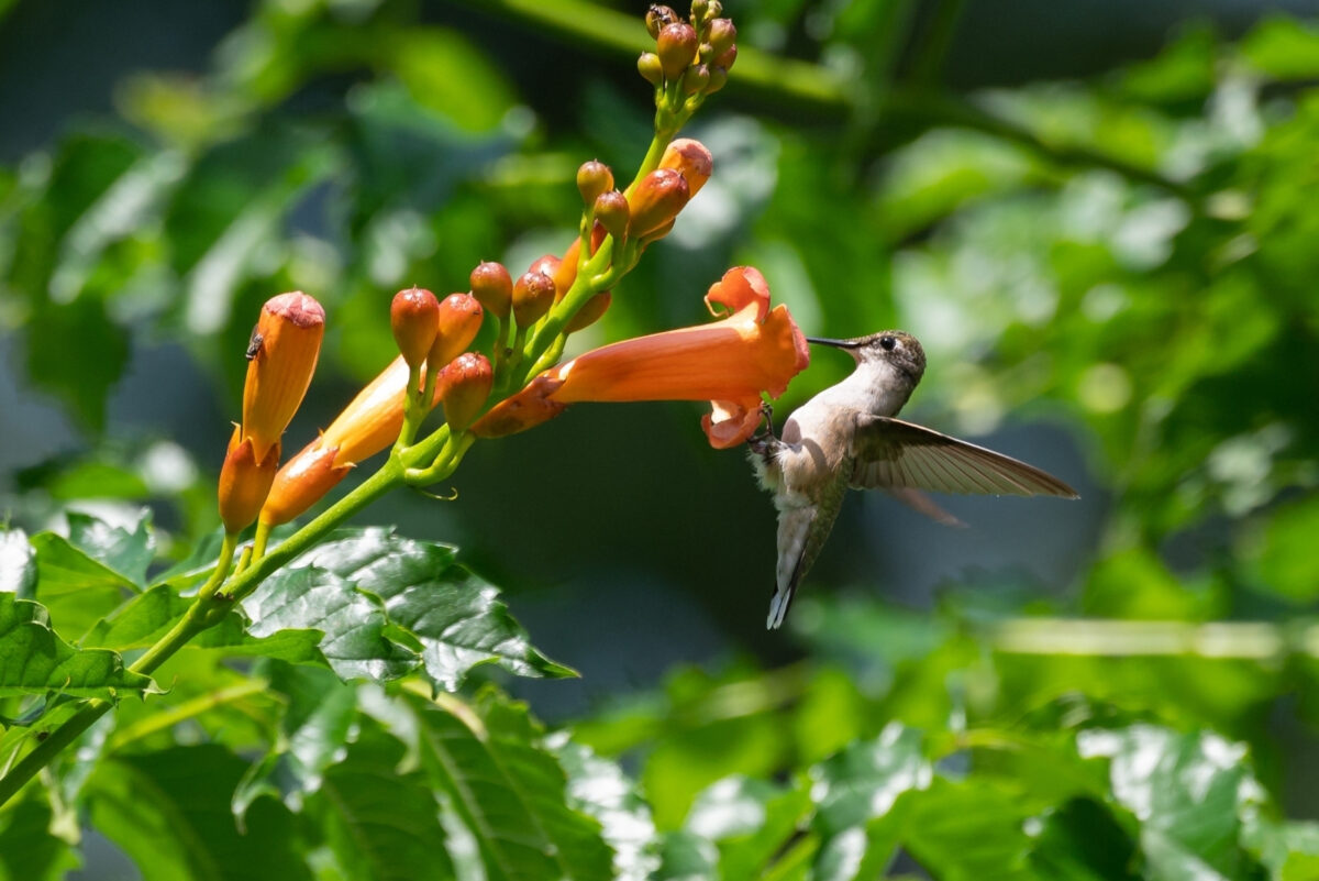 Attract Hummingbirds In Texas With These Stunning Flowers
