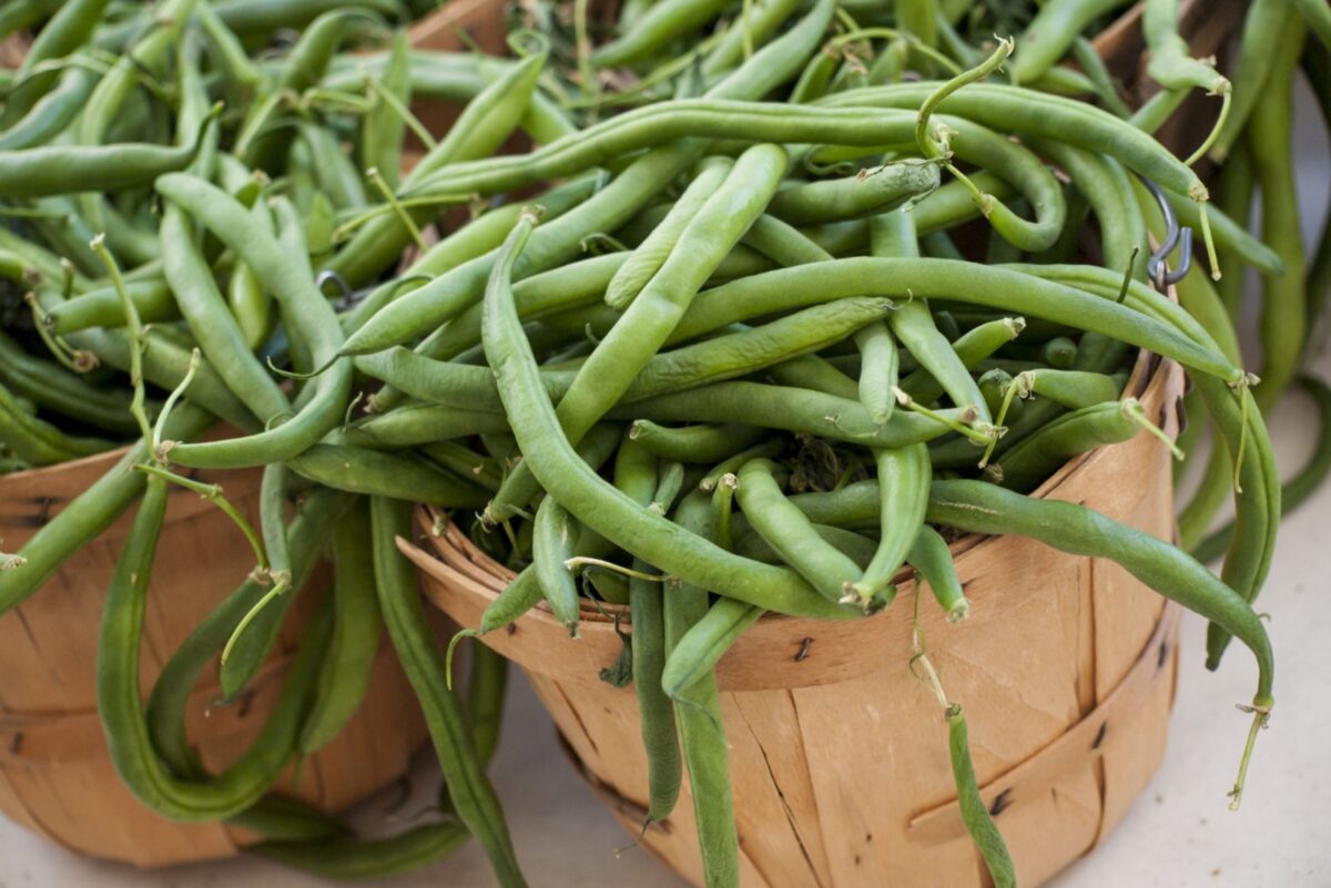 Brilliant Tips For Growing Green Beans In Tiny New York Apartments