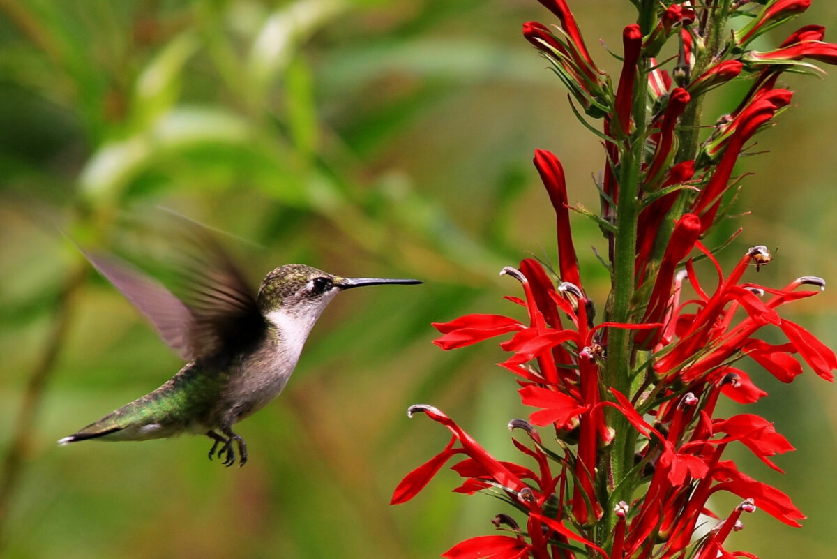 Bring Hummingbirds To Pennsylvania Yards With These Vibrant Flowers