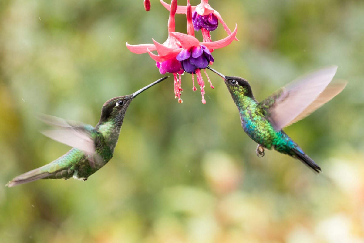 Bring Hummingbirds To Your Oregon Garden With These Flowers
