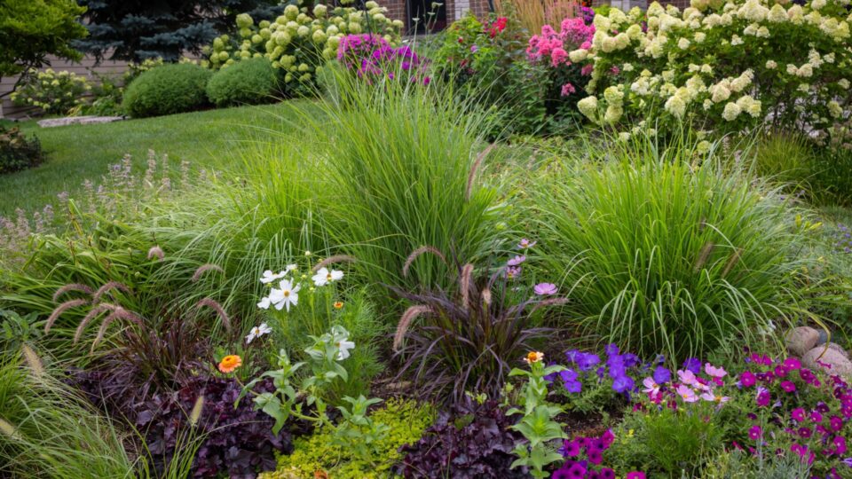 Chaos Gardens Give Many Phoenix Yards A Wild And Natural Look