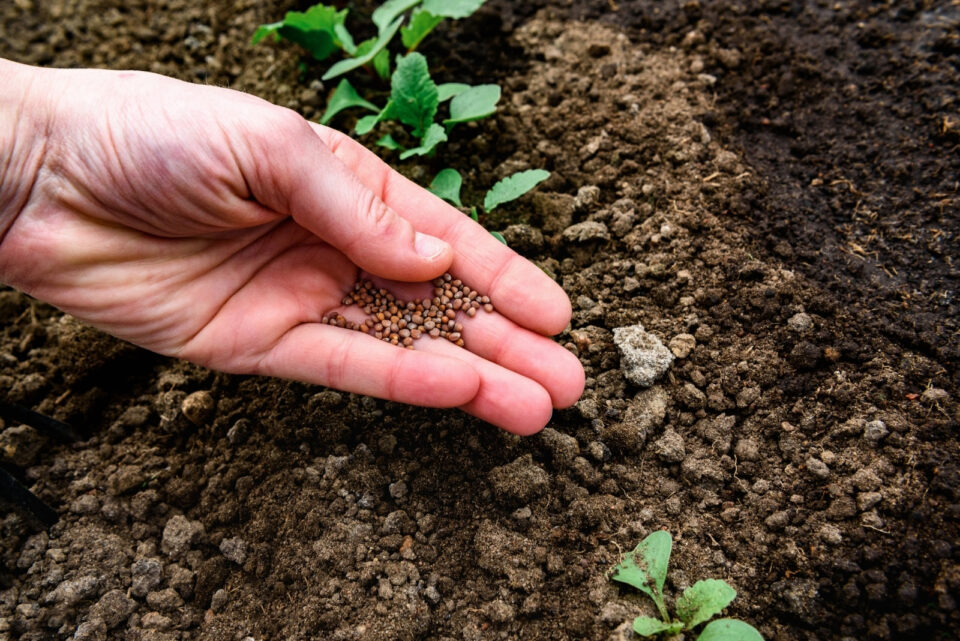 Fast-Sprouting Seeds For Impatient Gardeners In North Carolina