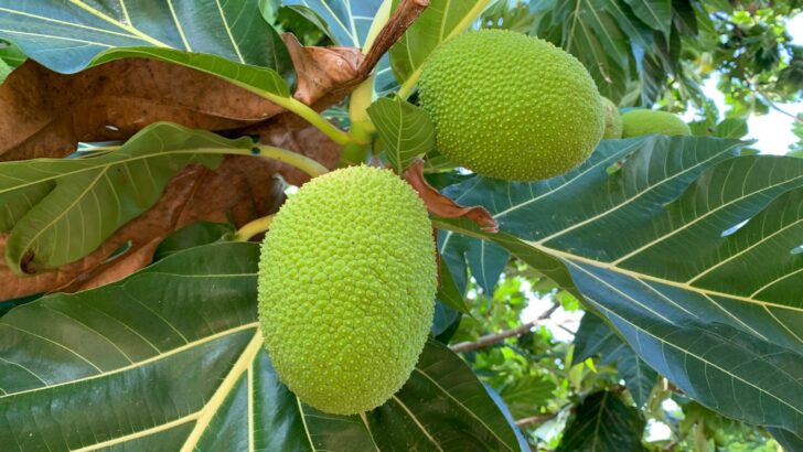 Fruit Trees You Should Avoid In Florida (And Why)