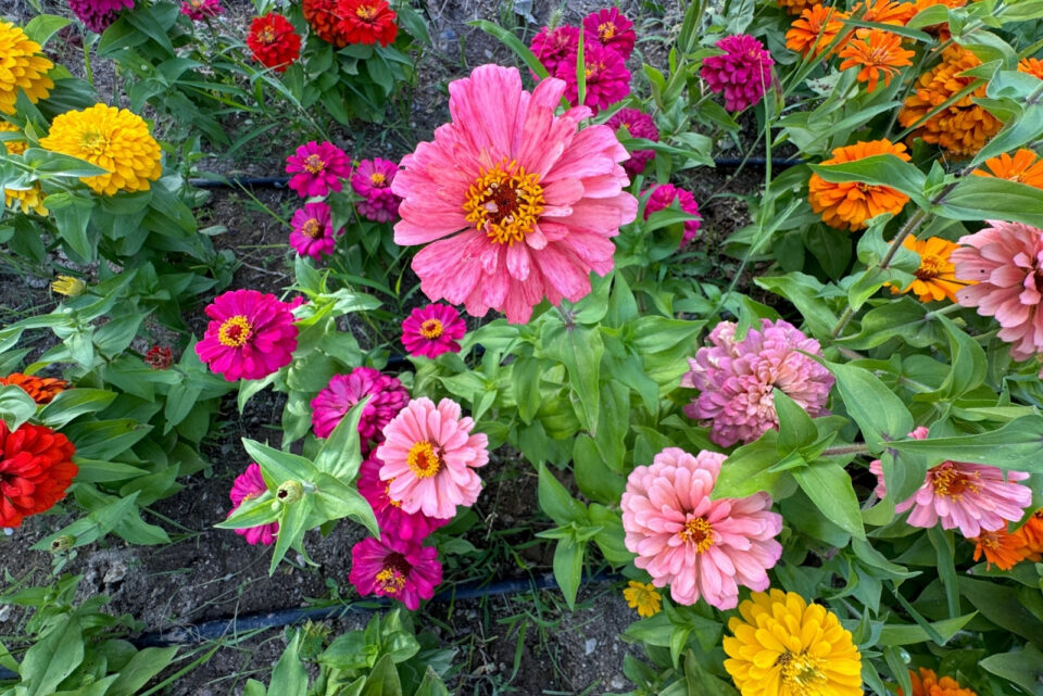 How To Prepare Your Zinnias For Fall In Indiana