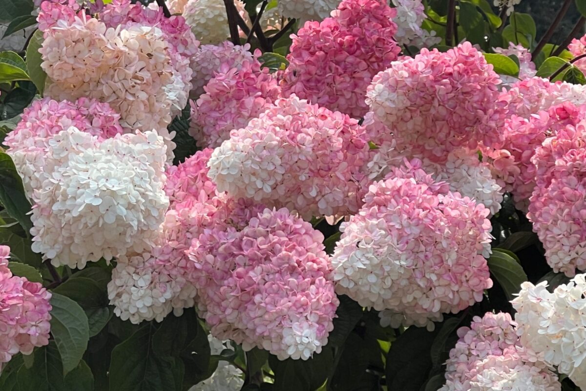 Hydrangea Facts Every Massachusetts Gardener Should Know