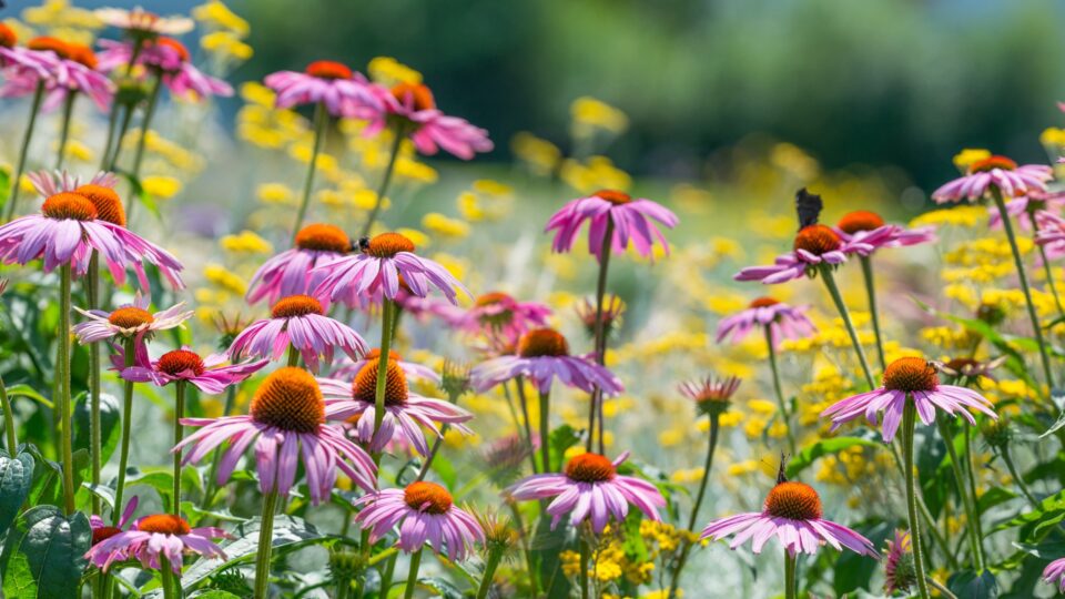 Native Coneflowers And Bee Balm Varieties That Support Pollinators In ...